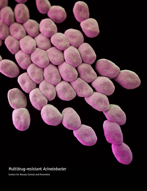 Environmental Isolate Case Files: Acinetobacter baumannii ...