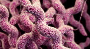 Dear Stanley: Tips for Maintaining Fastidious Microorganisms ...