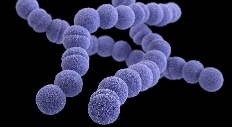 Clinical Case File: Group A Streptococcus - Microbiologics Blog